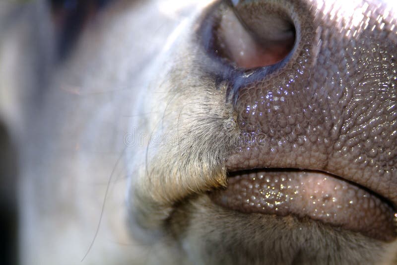 White zebu nose stock image. Image of nose, mammals, mammal - 229269