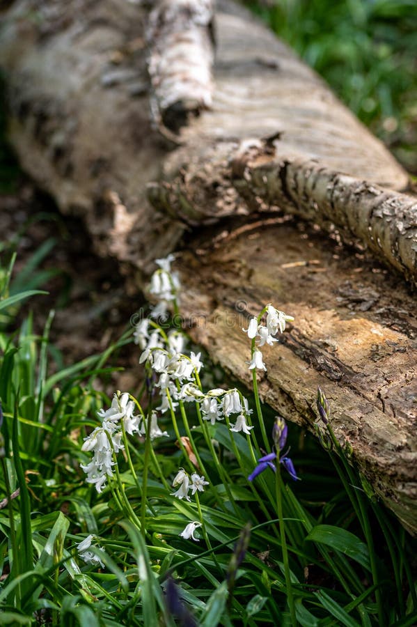 Whitebell and Blue Bell Flowers in Spring Stock Image - Image of plant ...