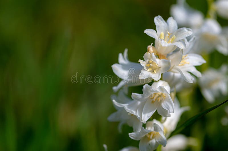 Whitebell Flowers in Spring Stock Photo - Image of botanical, floral ...