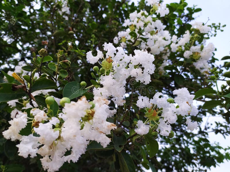 Whitebloom stock image. Image of green, unique, tree - 191749467