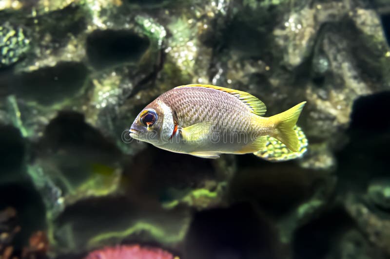 Whitecheek Monocle Bream Gracefully Swimming Under Ocean. Stock Photo ...