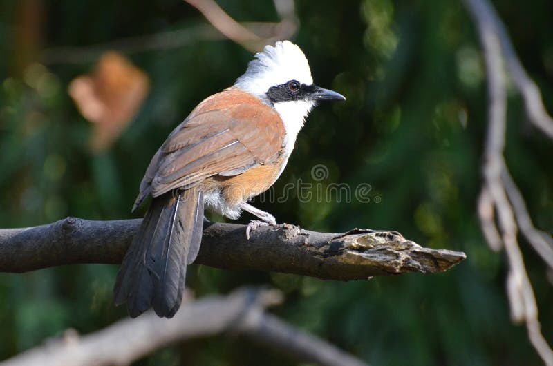 Whitecrested Laughing Thrush Stock Photo - Image of tree, landed: 22653552