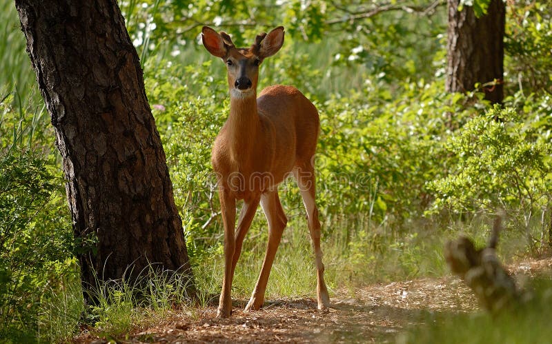 Whited-tailed Deer stock photo. Image of nature, animal - 48082220