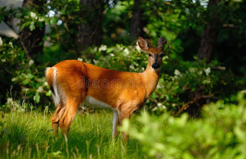 Nwhited Stock Photos - Free & Royalty-Free Stock Photos from Dreamstime