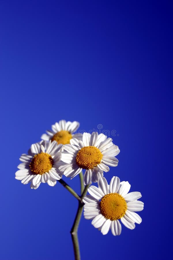 Daisy with falling petals stock image. Image of floating - 4160653