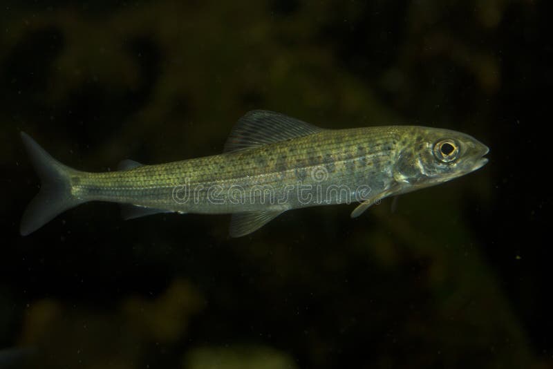 The Whitefish Coregonus Wartmanni. Stock Photo - Image of underwater ...