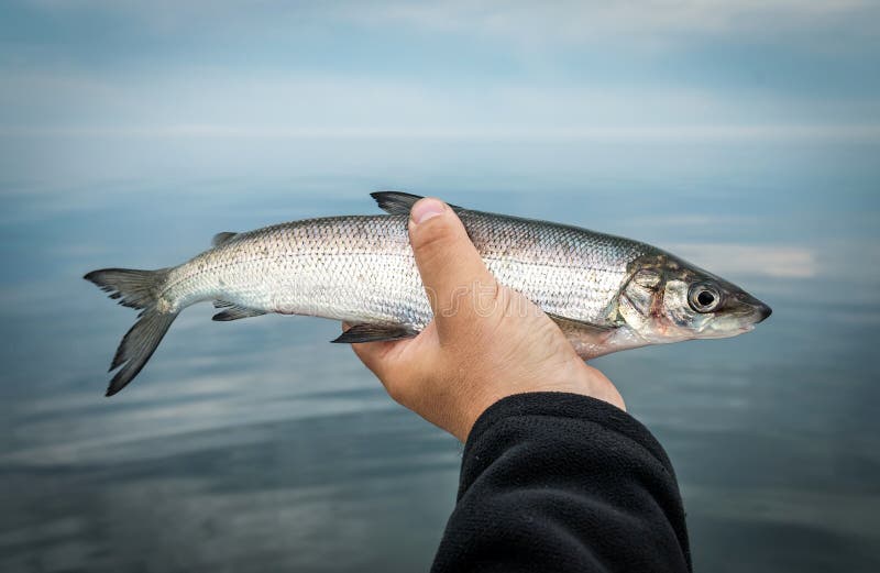 Freshwater Whitefish Coregonus Lavaretus At Lake Sevan Stock Photo ...