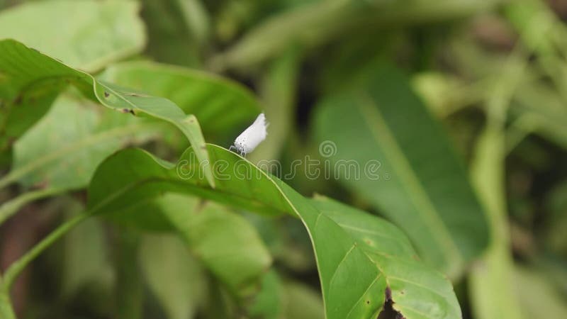 Whiteflies, Tiny Sap Sucking Insect on Tree Leaf Stock Footage - Video ...