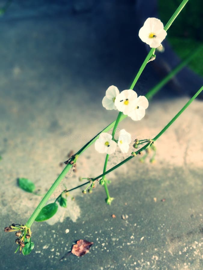 Cutty Flower Stock Photos - Free & Royalty-Free Stock Photos from ...