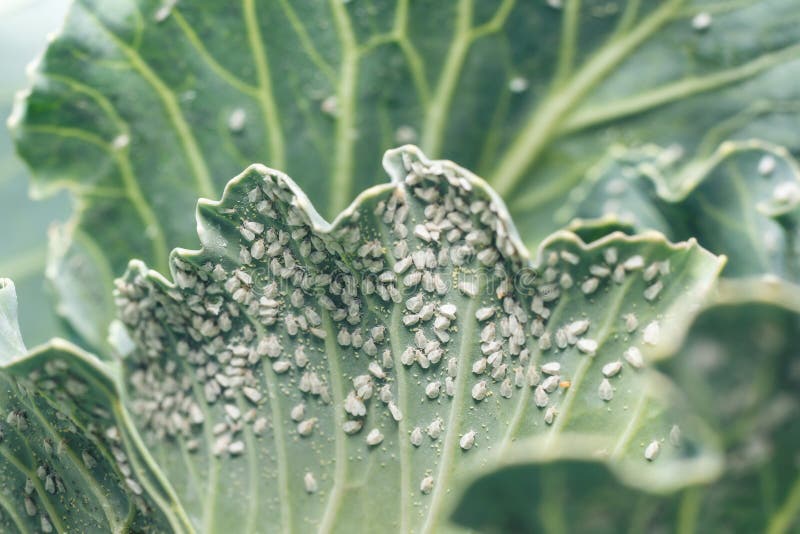 Greenhouse Whitefly On The Cabbage Stock Photo - Image of brassica ...
