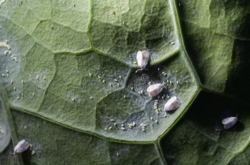 Whitefly Aleyrodes Proletella Agricultural Pest on Cabbage Leaf Stock ...