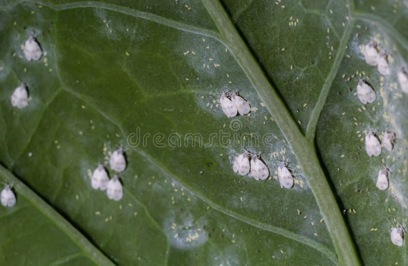 Whitefly Aleyrodes Proletella Agricultural Pest on Cabbage Leaf Stock ...