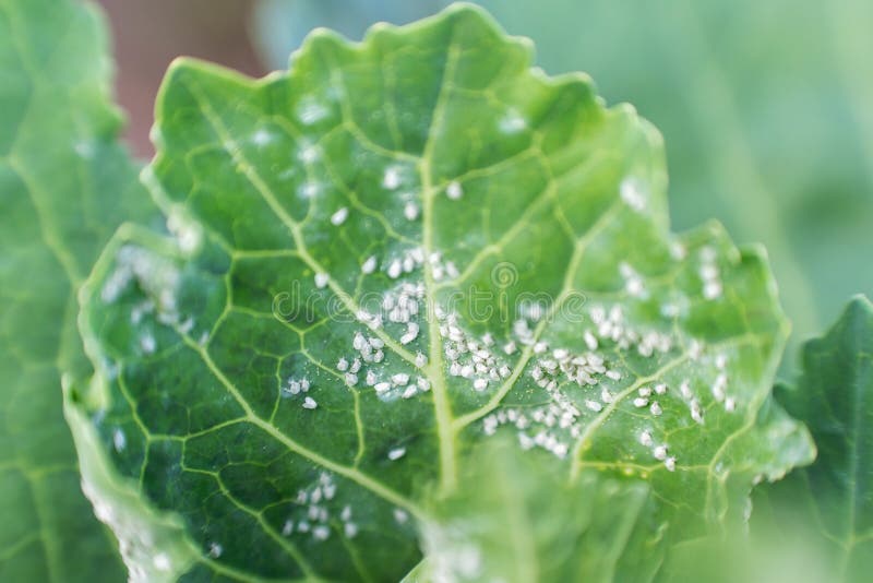 Whitefly Aleyrodes Proletella Agricultural Pest on Cabbage Leaf Stock ...