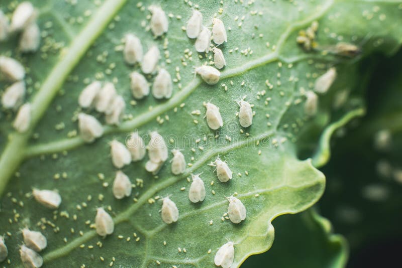 Whitefly Aleyrodes Proletella Agricultural Pest on Cabbage Leaf Stock ...