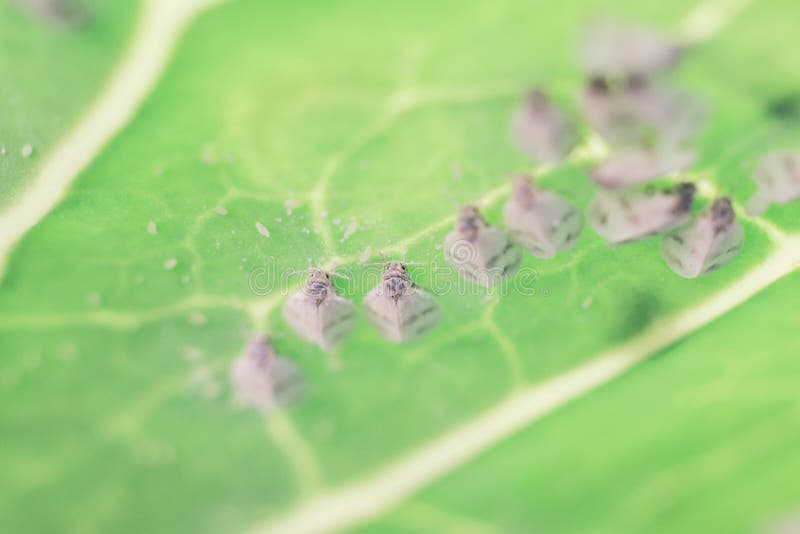 Whitefly Aleyrodes Proletella Agricultural Pest on Cabbage Leaf Stock ...
