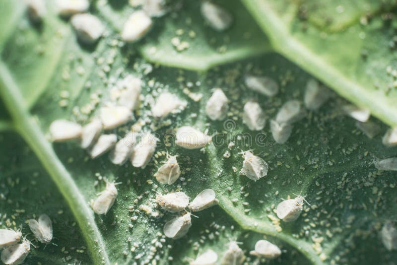 Whitefly Aleyrodes Proletella Agricultural Pest on Cabbage Leaf Stock ...