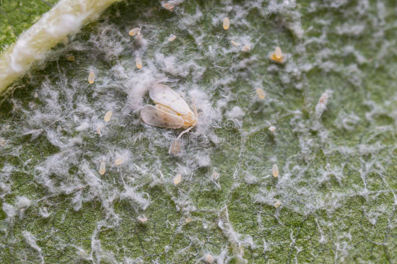 Whitefly with eggs stock image. Image of underside, powder - 310889915