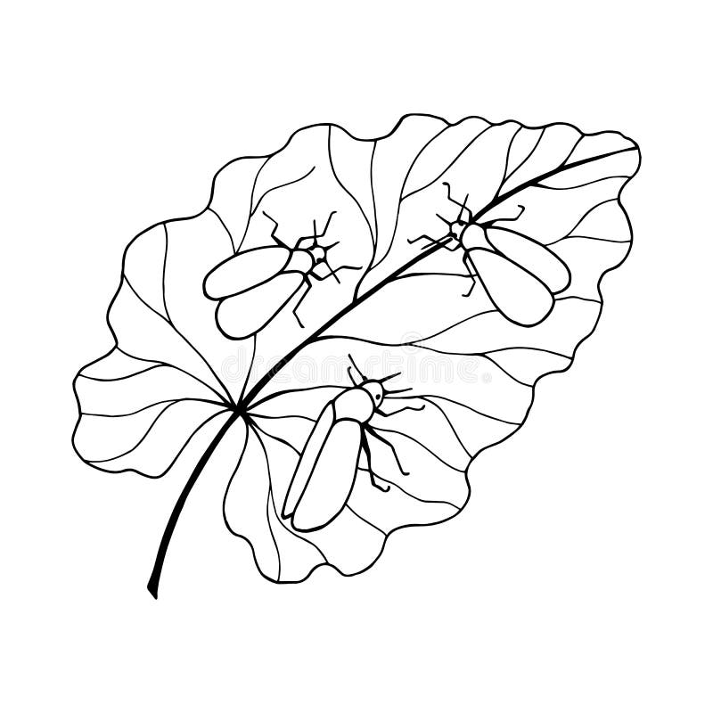 Whitefly Stock Illustrations – 67 Whitefly Stock Illustrations, Vectors ...