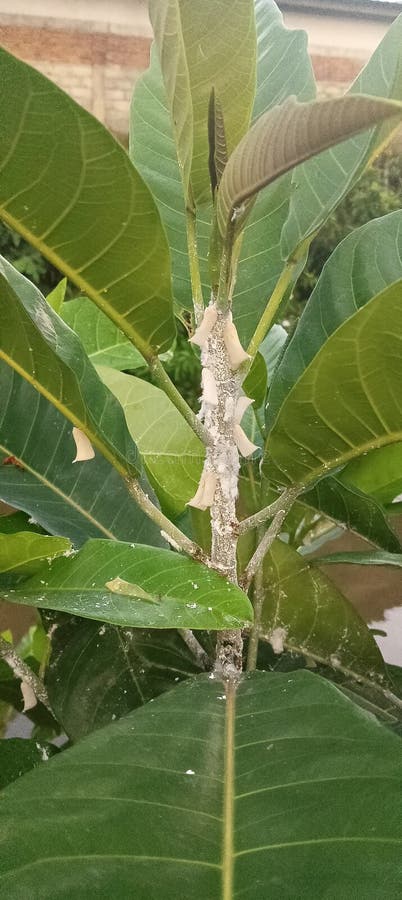 The whitefly pests stock image. Image of pest, trees - 267923445