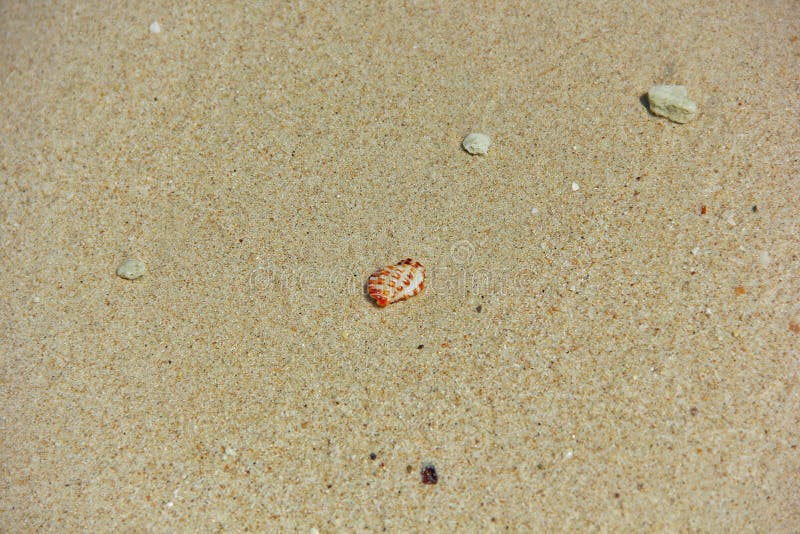 Whiteish-orange Shell on the Beach of Thailand Stock Image - Image of ...
