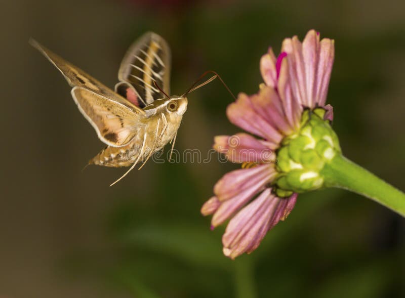 Whitelined sphinx stock image. Image of hovering, pollination - 72273533