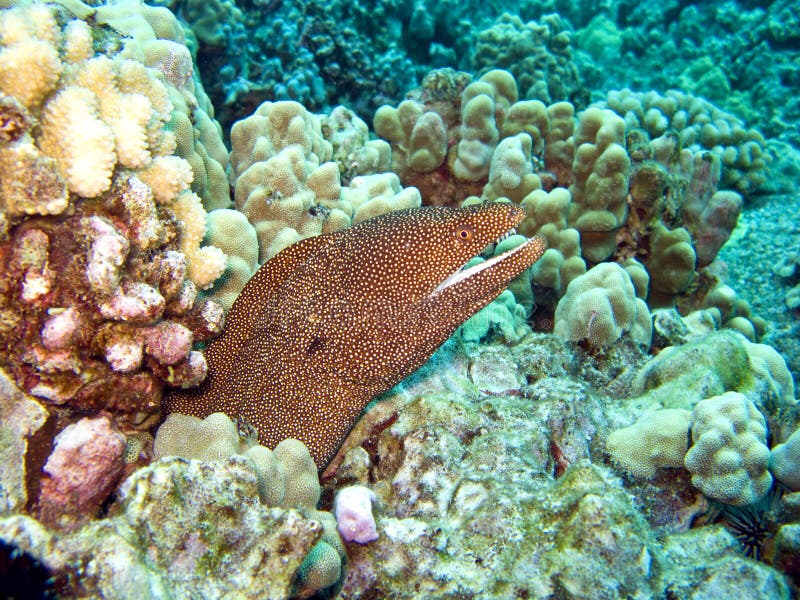Whitemouth Moray Eel stock image. Image of hawaiian, marine - 11199261