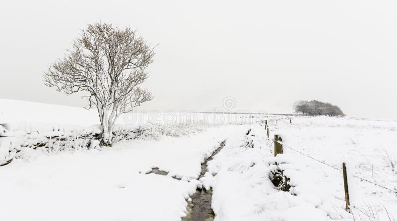 Whiteout stock photo. Image of peaceful, trees, europe - 71763954
