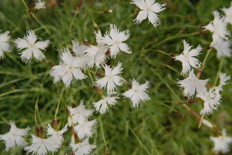 Whiter Flowers Developing in the Wind Texture Stock Image - Image of ...