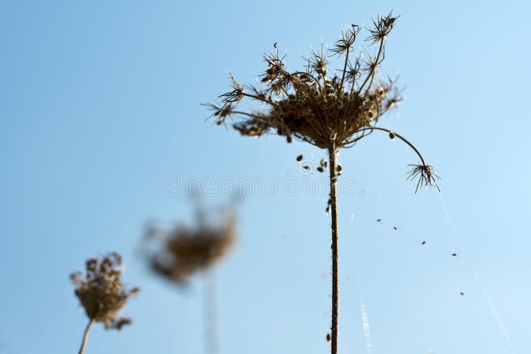 Plaintively Flower Stock Photos - Free & Royalty-Free Stock Photos from ...