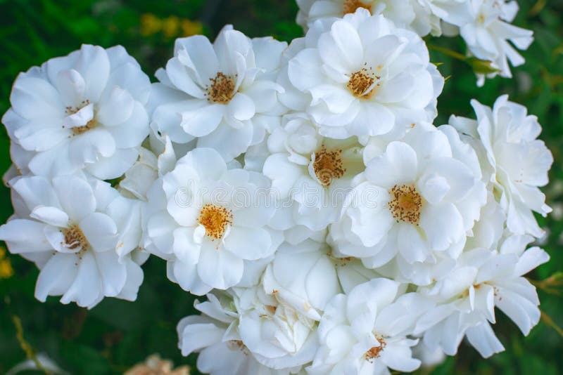 Whiteroses in garden stock photo. Image of pink, flower - 44384946