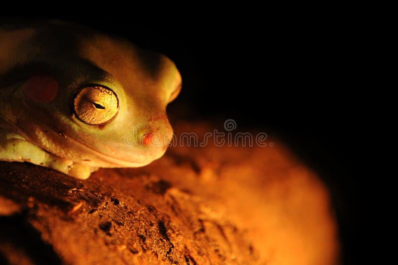 Caught!!!! stock image. Image of shocked, light, frog, colors - 76927