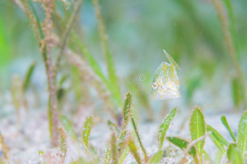 Whitespoted pygmy filefish stock image. Image of animal - 78097585