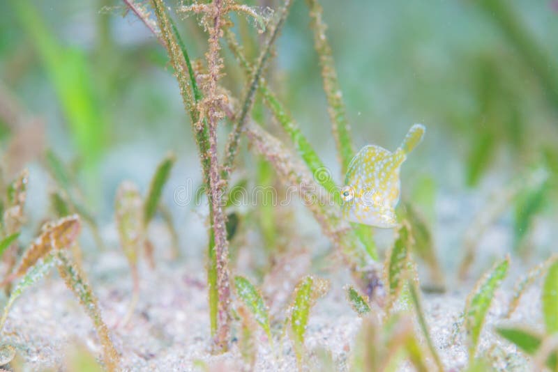 Whitespoted pygmy filefish stock photo. Image of animal - 78097624