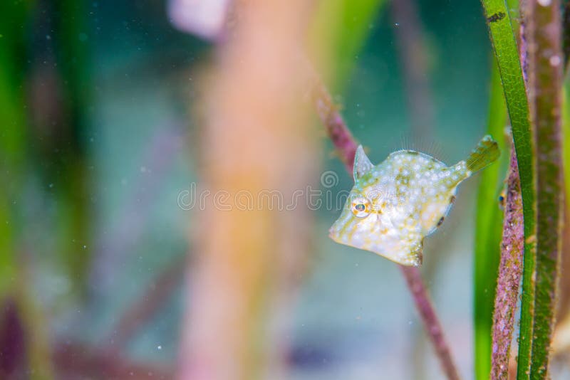 Whitespoted pygmy filefish stock photo. Image of marine - 78097630