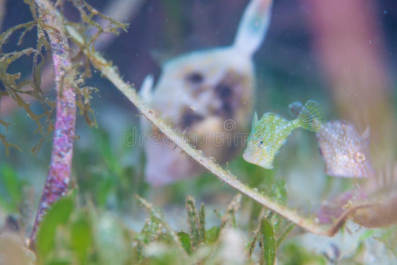 Whitespoted pygmy filefish stock image. Image of caribbean - 78097637