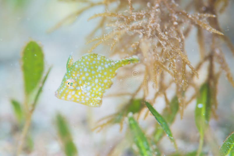 Whitespoted pygmy filefish stock image. Image of nature - 78097679