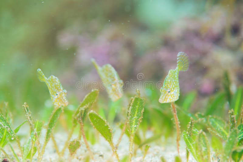 Whitespoted pygmy filefish stock photo. Image of choirocephalus - 78097702