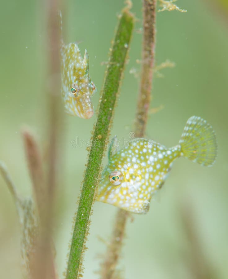 Whitespoted pygmy filefish stock photo. Image of seaweed - 78097710