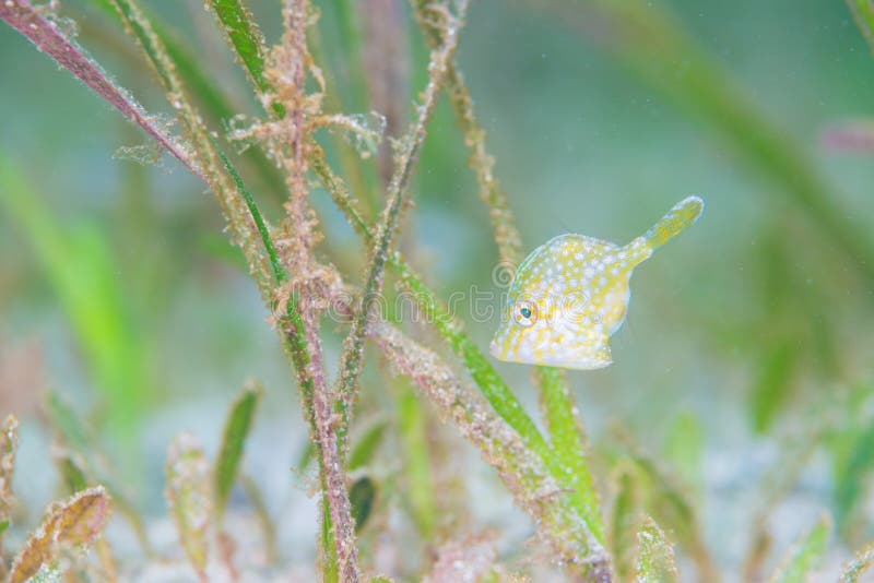 Whitespoted pygmy filefish stock image. Image of corals - 78097737