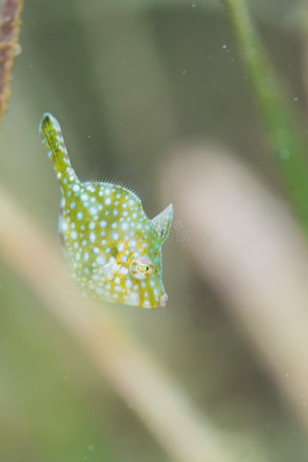 Whitespoted pygmy filefish stock photo. Image of reptile - 78097738