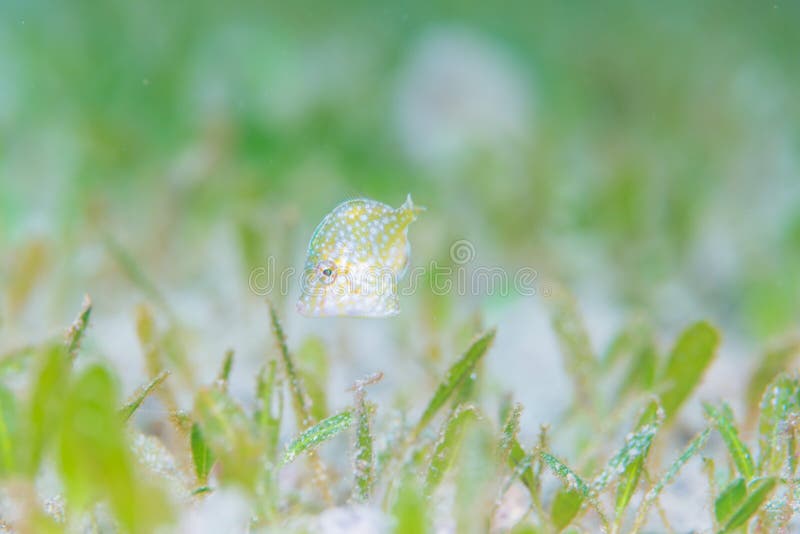 Whitespoted pygmy filefish stock image. Image of caribbean - 78097753