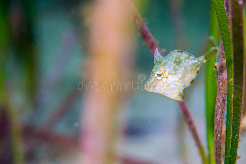 Whitespoted pygmy filefish stock photo. Image of marine - 78097764