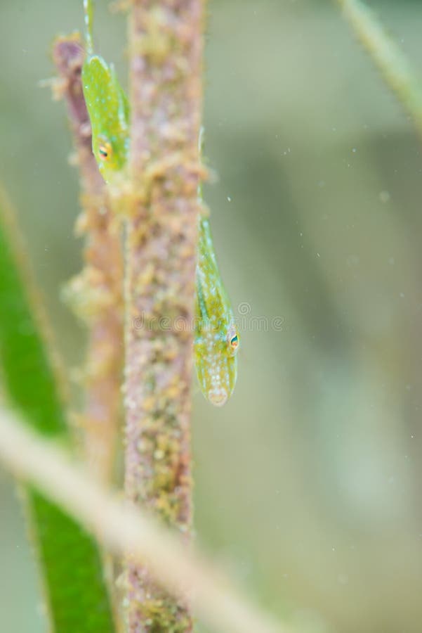 Whitespoted pygmy filefish stock image. Image of file - 78097789