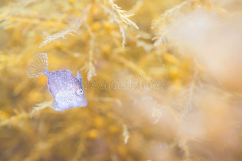 Whitespoted pygmy filefish stock photo. Image of juvenile - 78097926
