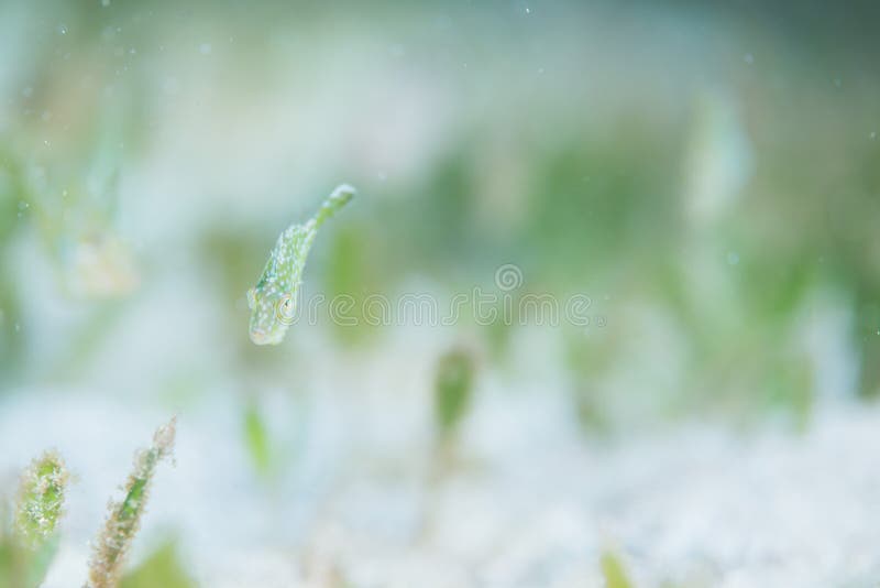 Whitespoted pygmy filefish stock photo. Image of juvenile - 78097934
