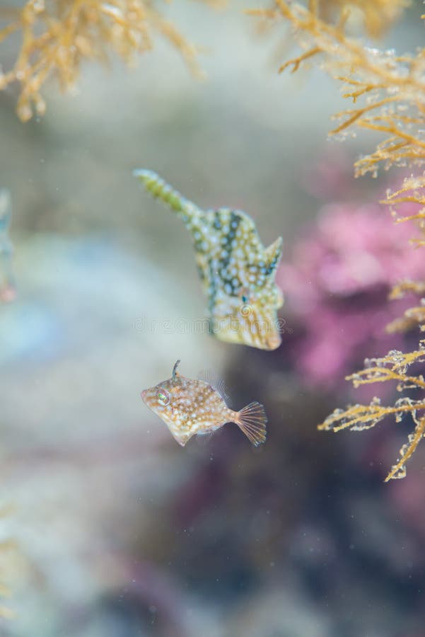 Whitespoted pygmy filefish stock image. Image of florida - 78097977