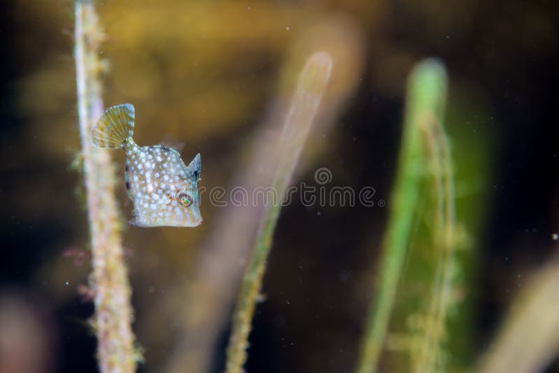 Whitespoted pygmy filefish stock image. Image of deep - 78098041