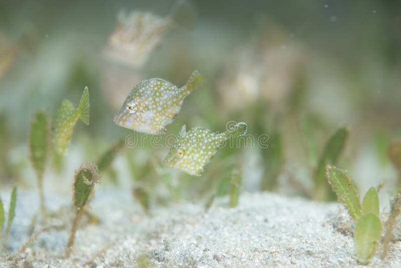 Whitespoted pygmy filefish stock photo. Image of biology - 78098072