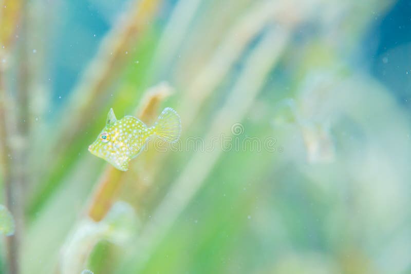 Whitespoted pygmy filefish stock image. Image of portrait - 78098097
