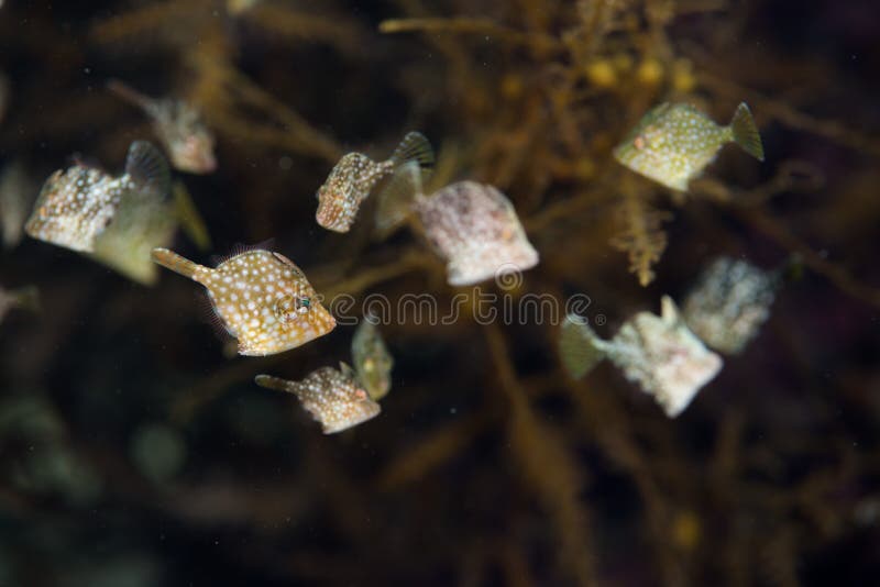 Whitespoted pygmy filefish stock image. Image of paramonacanthus - 78098217